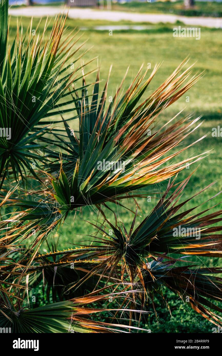 View of a palm tree growing in the streets of Paphos in Cyprus Stock ...