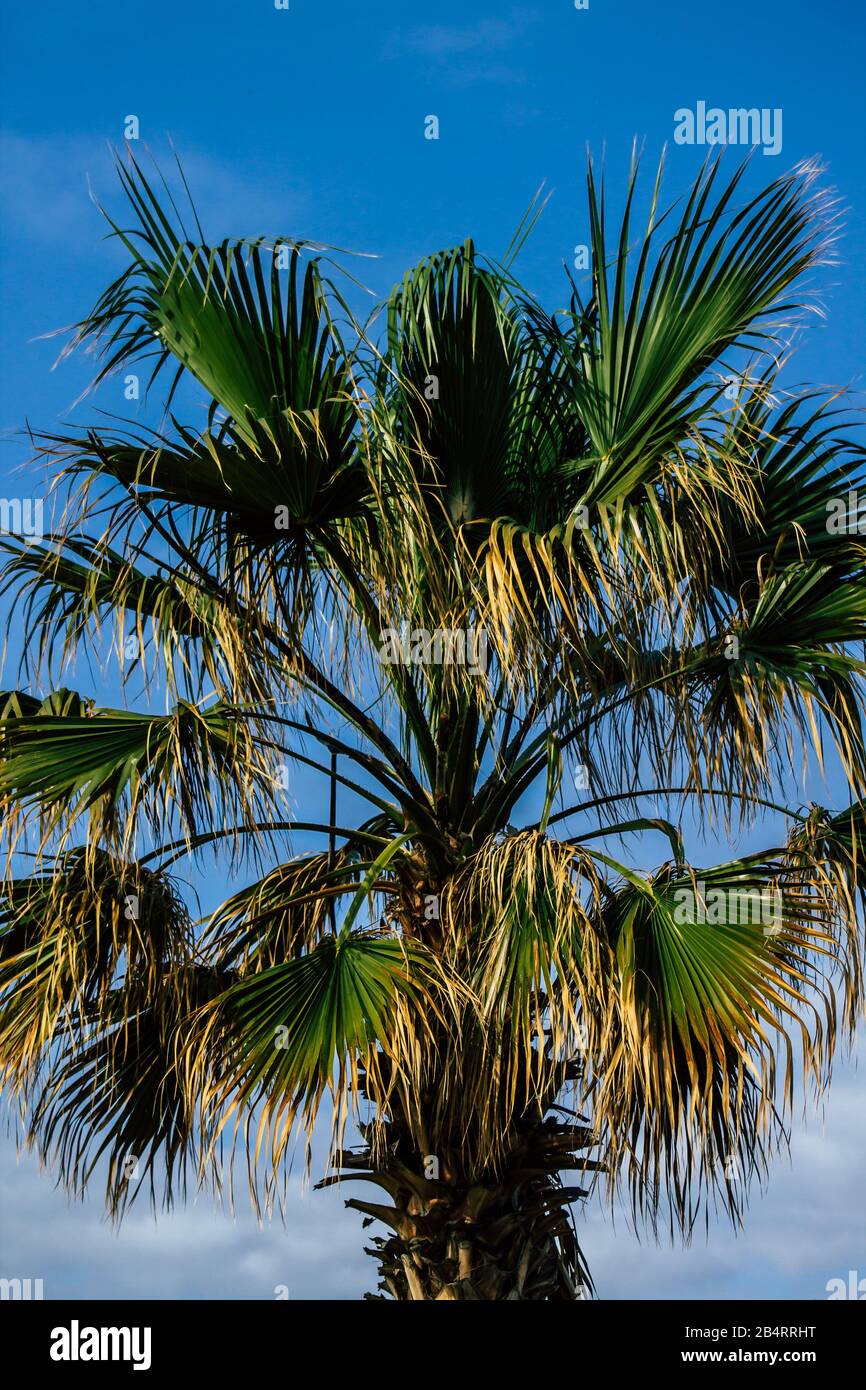 View of a palm tree growing in the streets of Paphos in Cyprus Stock ...