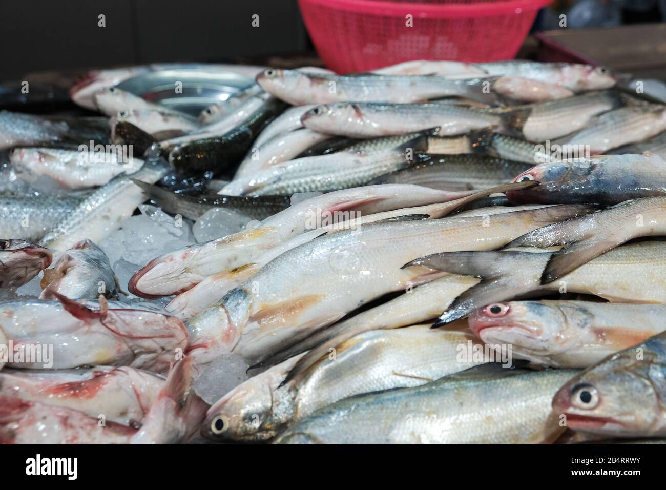 Group of variouse sea fish sell in traditional market, seafood Stock ...