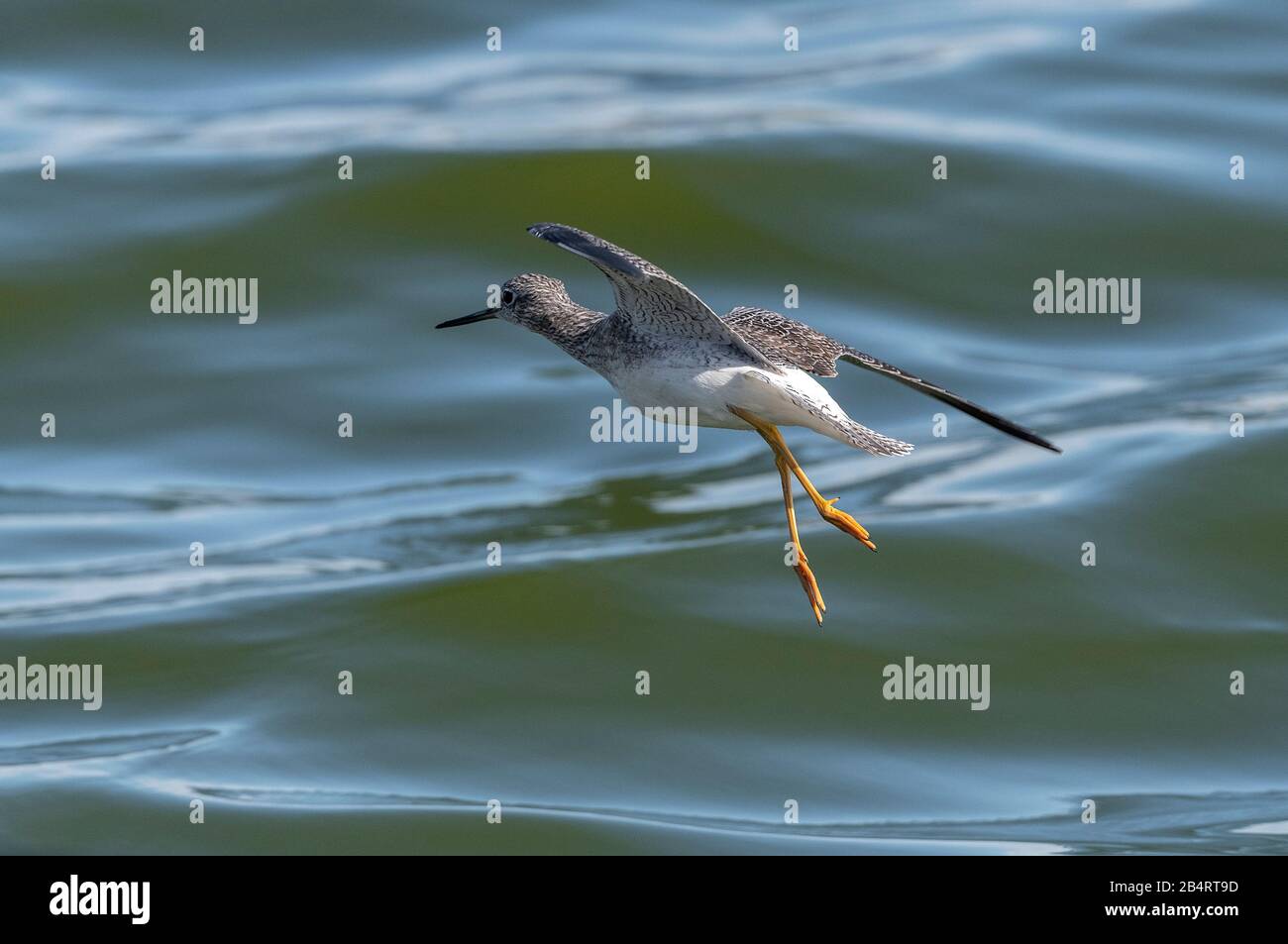 Greater Yellow-legs, Tringa melanoleuca, in flight over lake ...