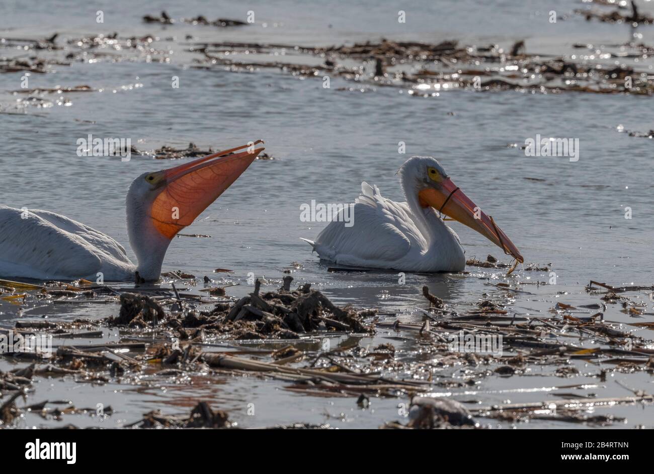 Tangled bird hi-res stock photography and images - Alamy