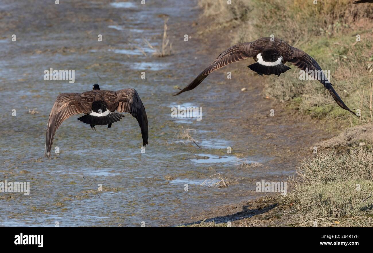 Bird showing flight feathers hi-res stock photography and images - Alamy