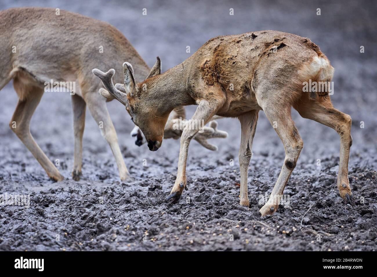 Two male whitetail bucks fight hi-res stock photography and images - Alamy