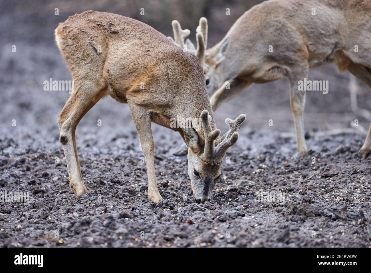 Two roe bucks fighting for dominance Stock Photo - Alamy