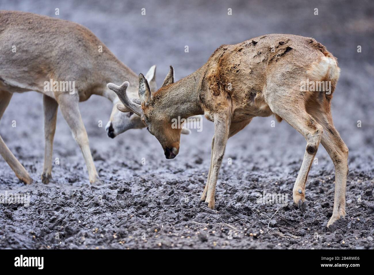 Two male whitetail bucks fight hi-res stock photography and images - Alamy