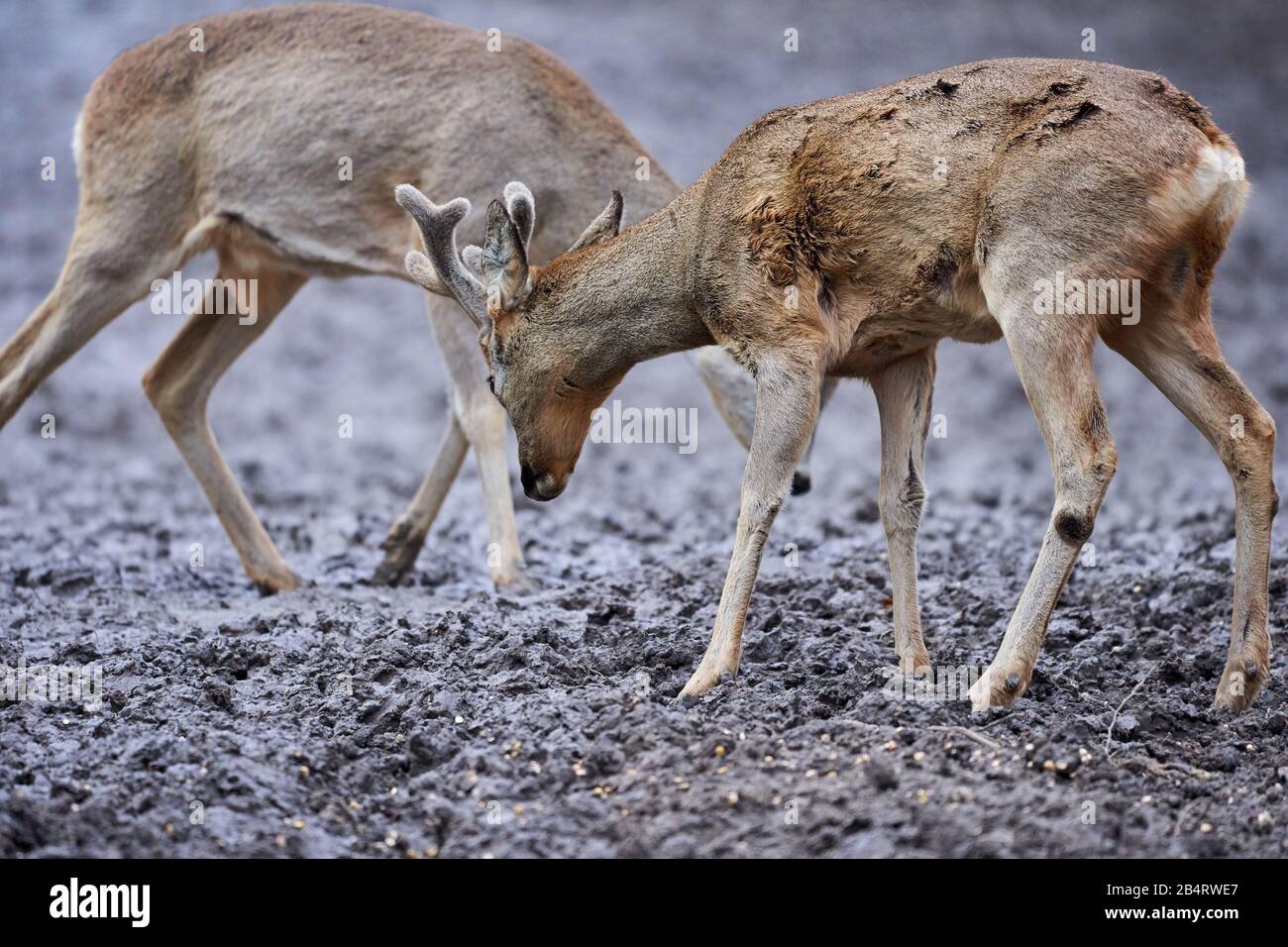 Two male whitetail bucks fight hi-res stock photography and images - Alamy