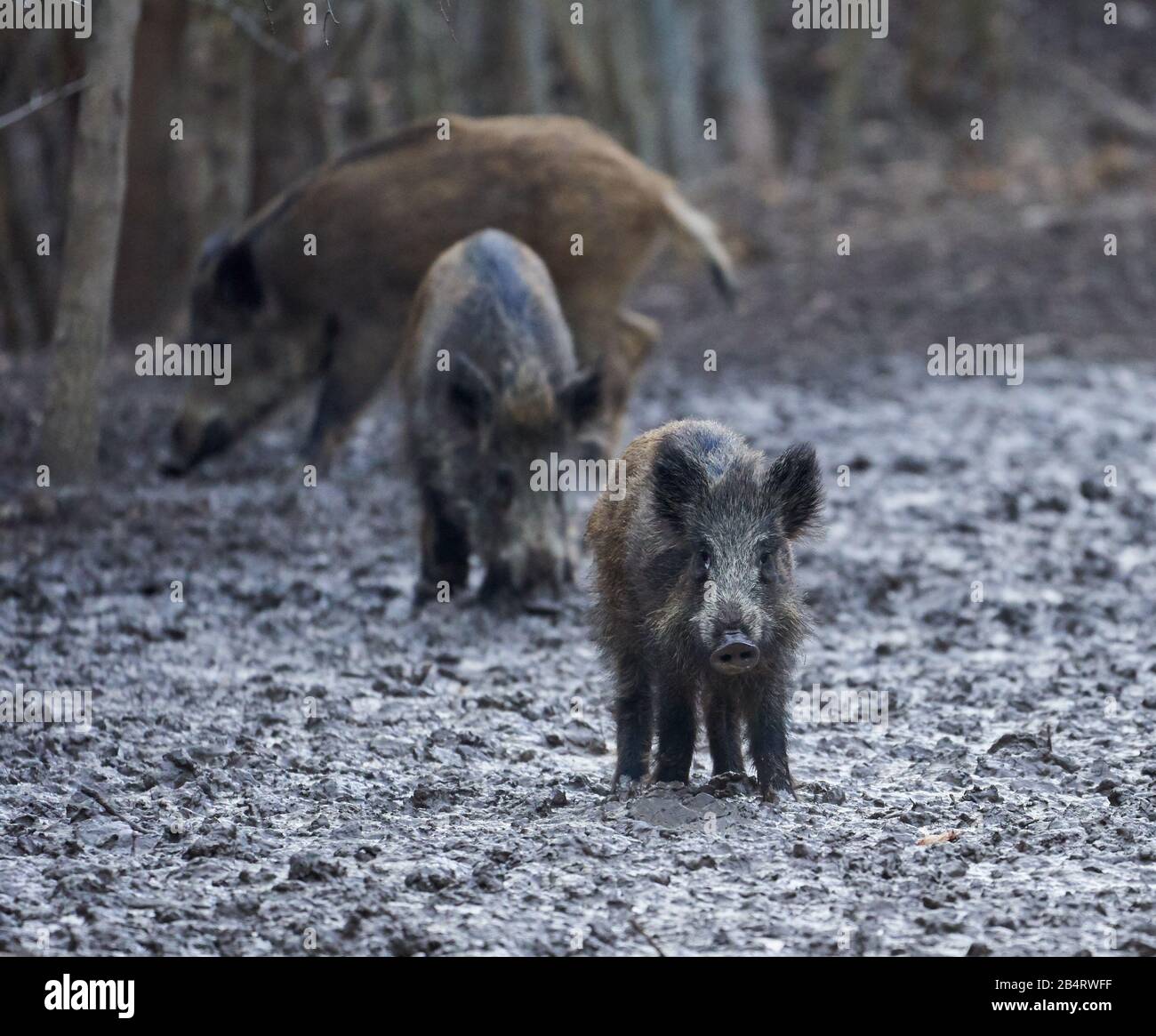 Wild hogs rooting in the mud in the evening Stock Photo - Alamy