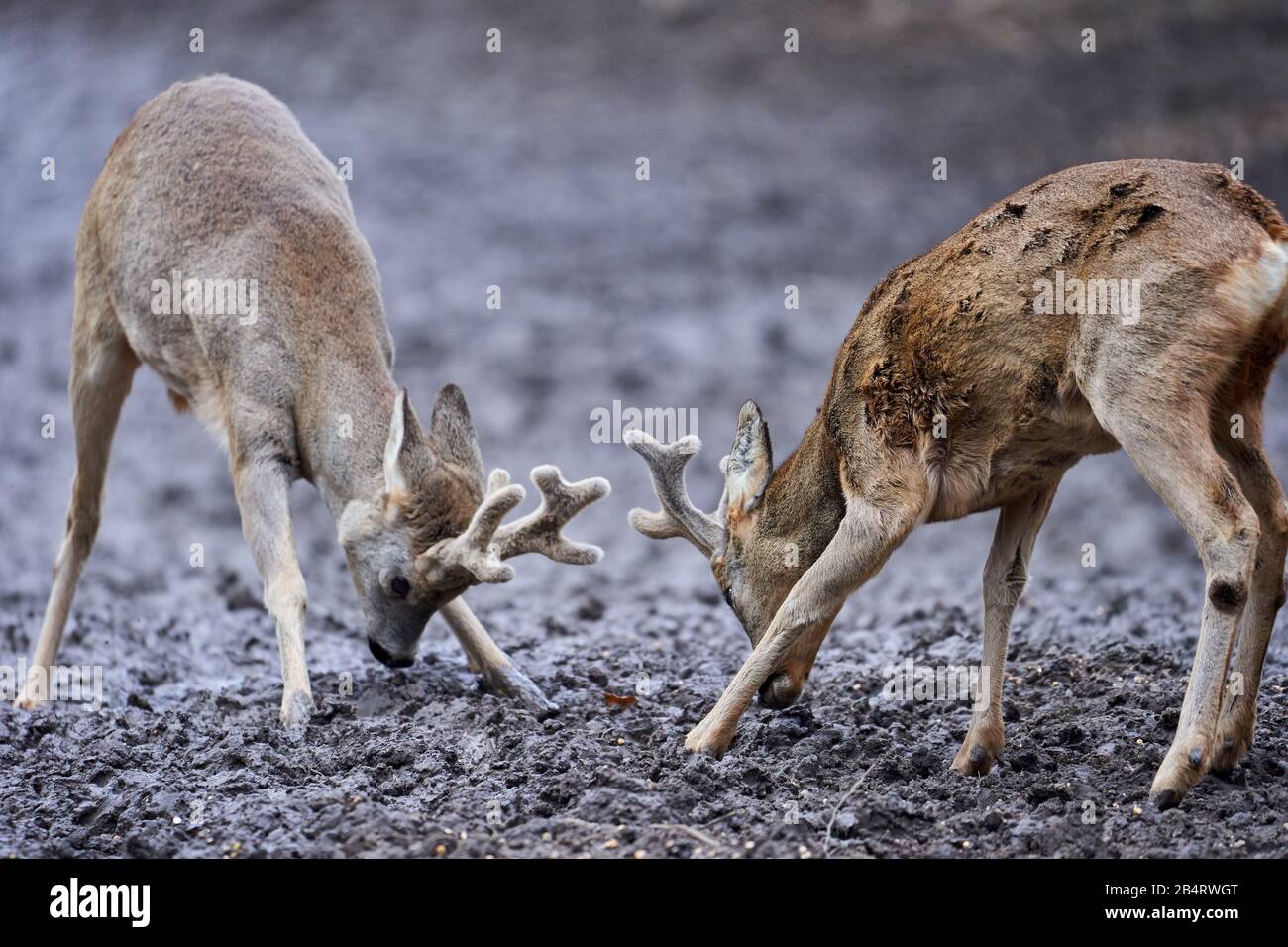 Two roe bucks fighting for dominance Stock Photo - Alamy