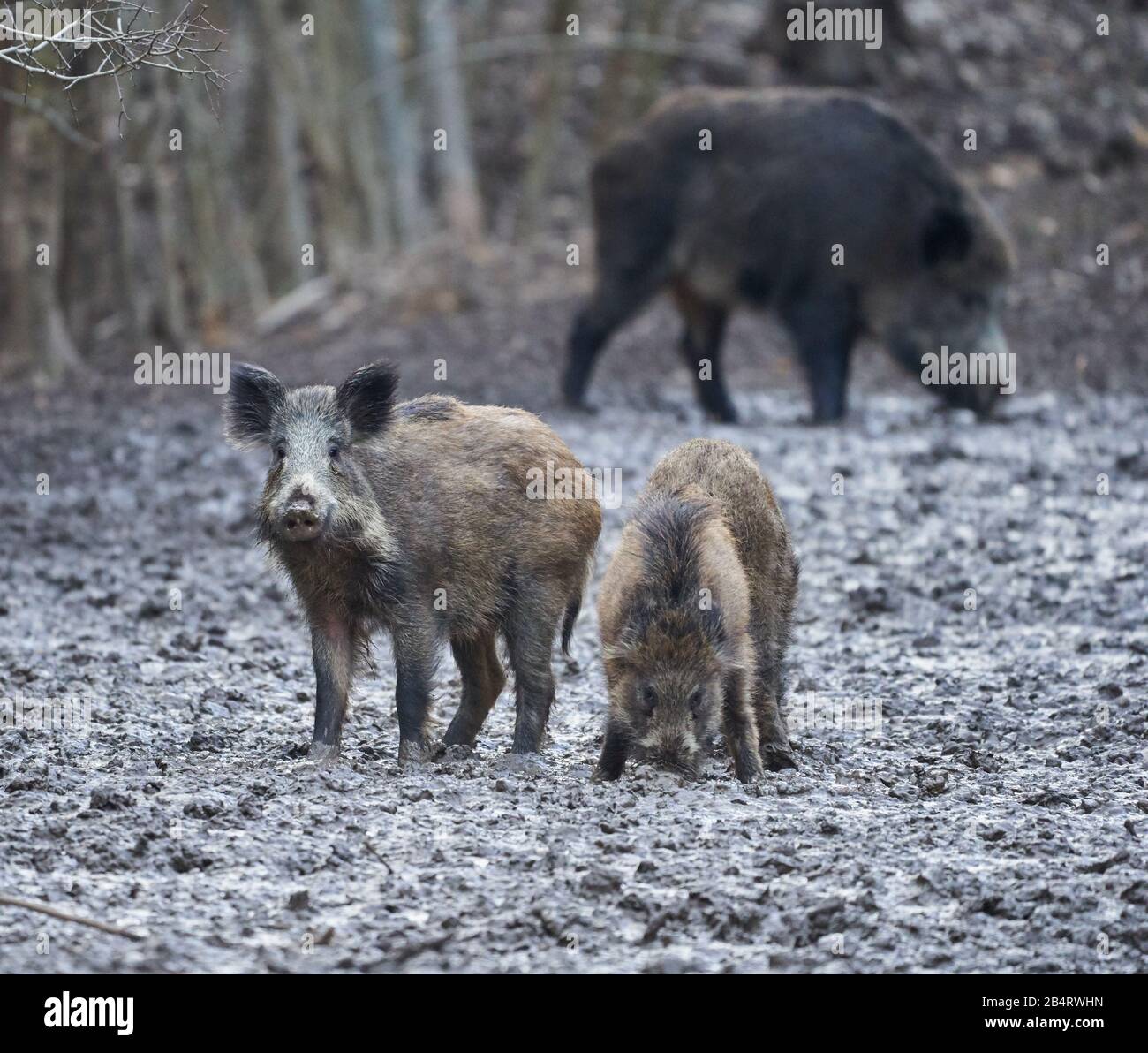 Wild hogs rooting in the mud in the evening Stock Photo - Alamy