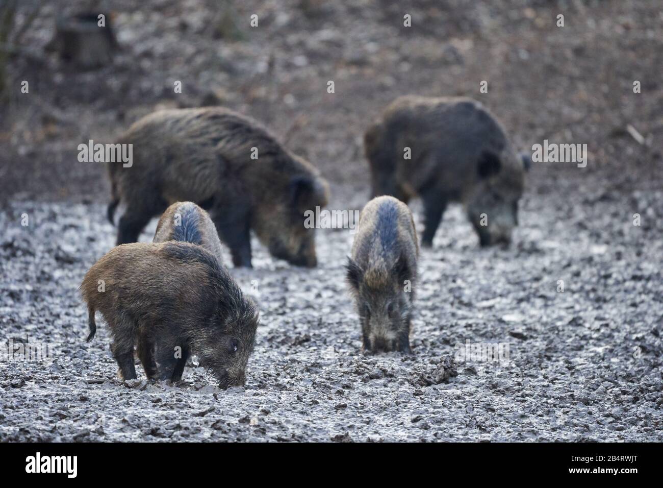 Wild hogs rooting in the mud in the evening Stock Photo - Alamy