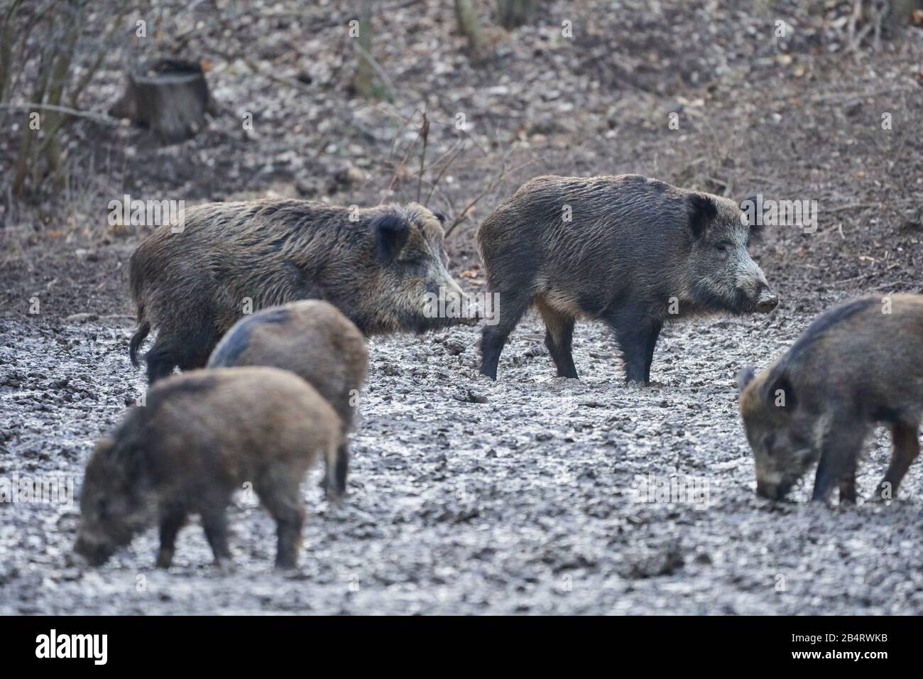 Wild hogs rooting in the mud in the evening Stock Photo - Alamy