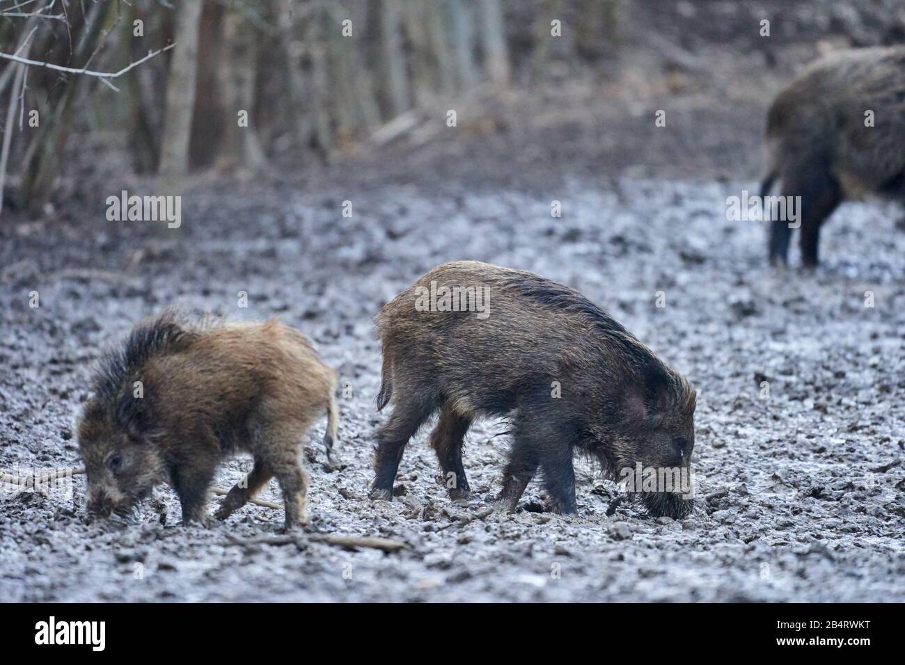 Wild hogs rooting in the mud in the evening Stock Photo - Alamy