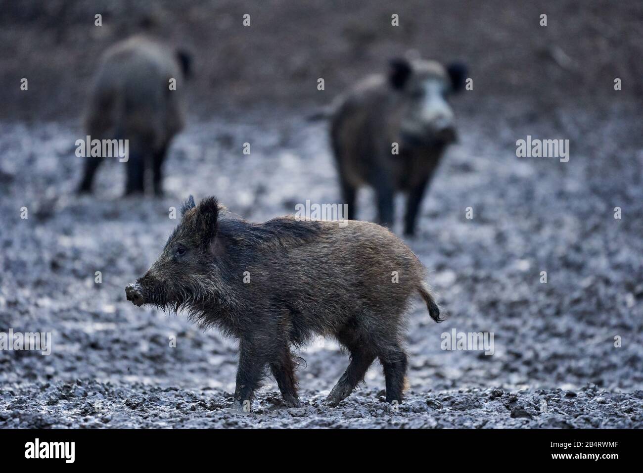 Wild hogs rooting in the mud in the evening Stock Photo - Alamy