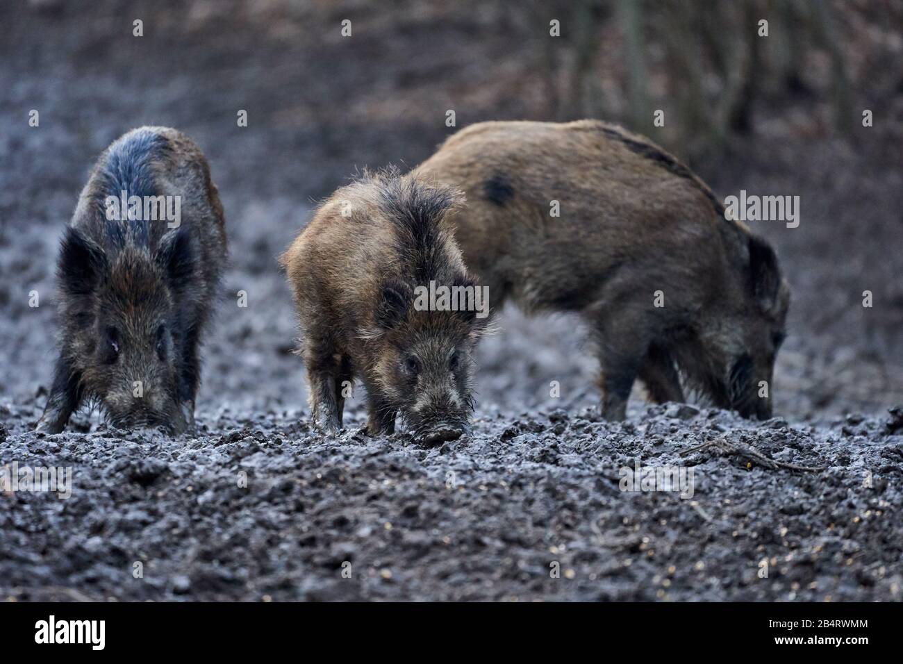 Wild hogs rooting in the mud in the evening Stock Photo - Alamy