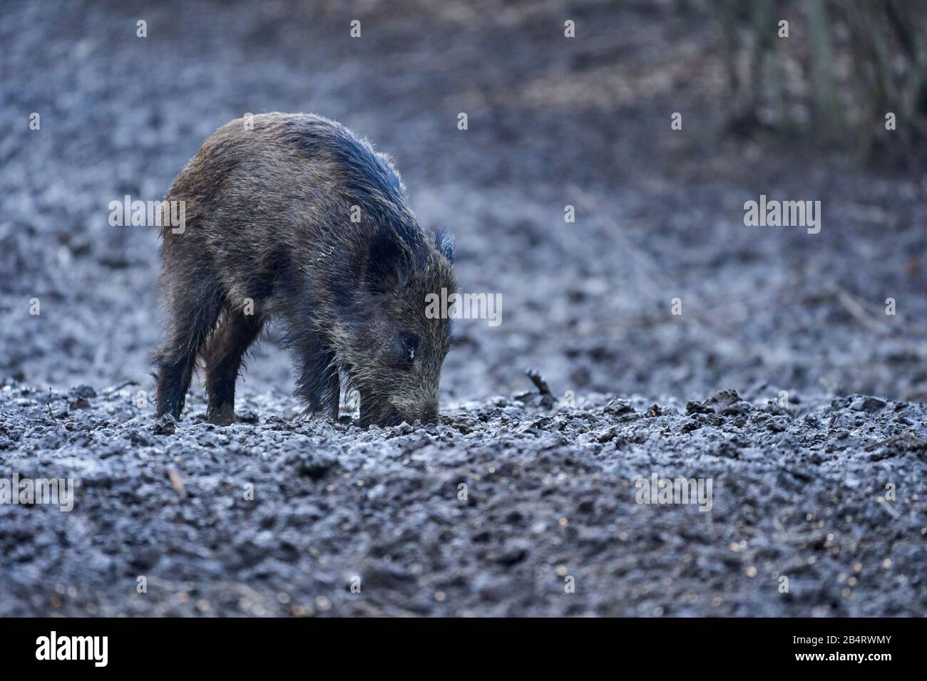 Wild hogs rooting in the mud in the evening Stock Photo - Alamy