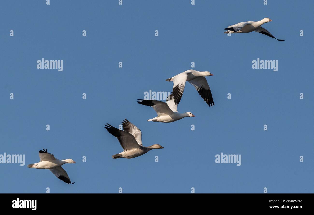 Group of Ross's goose, Anser rossii, in flight in early winter ...