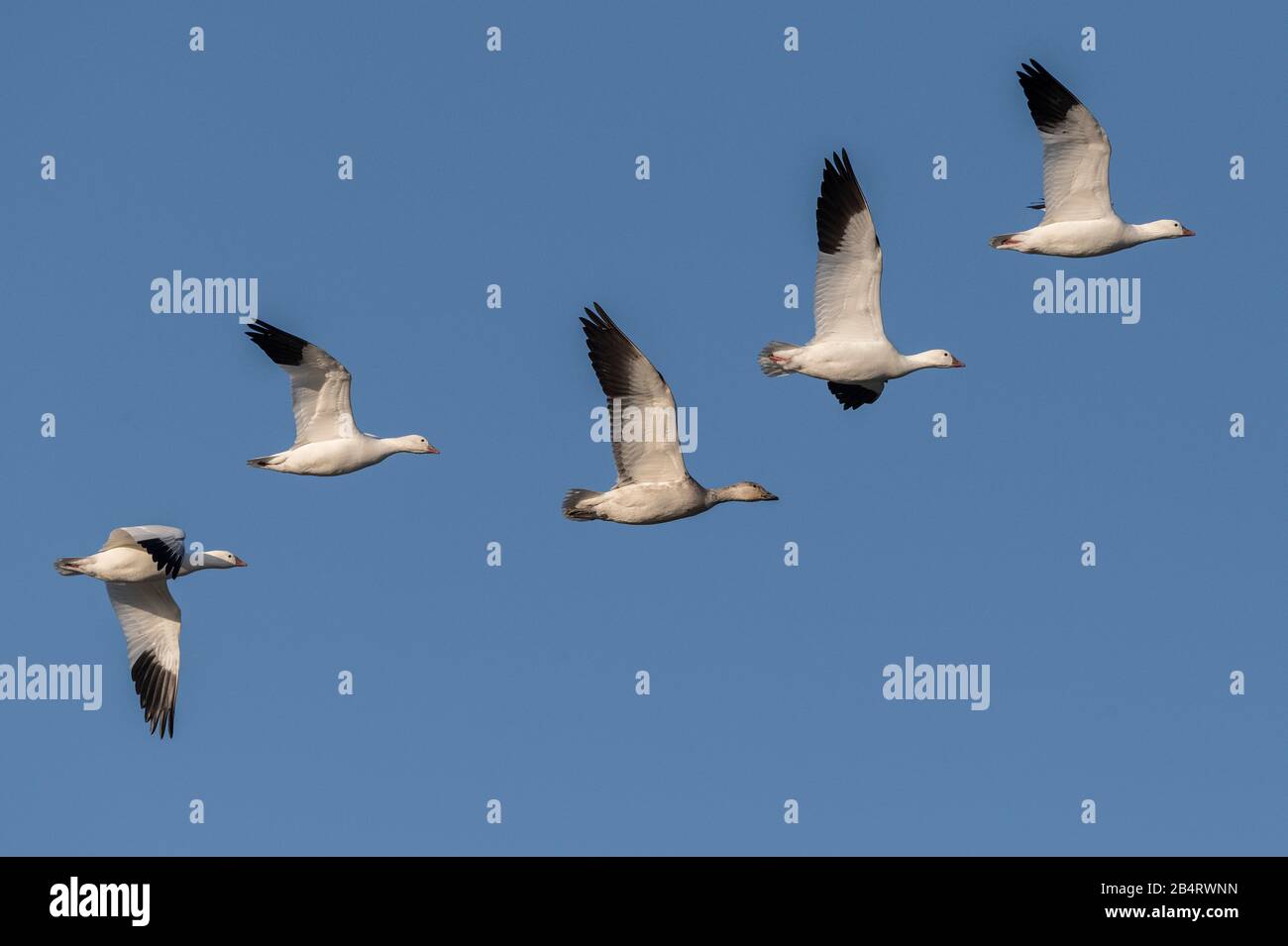 Group of Ross's goose, Anser rossii, in flight in early winter ...