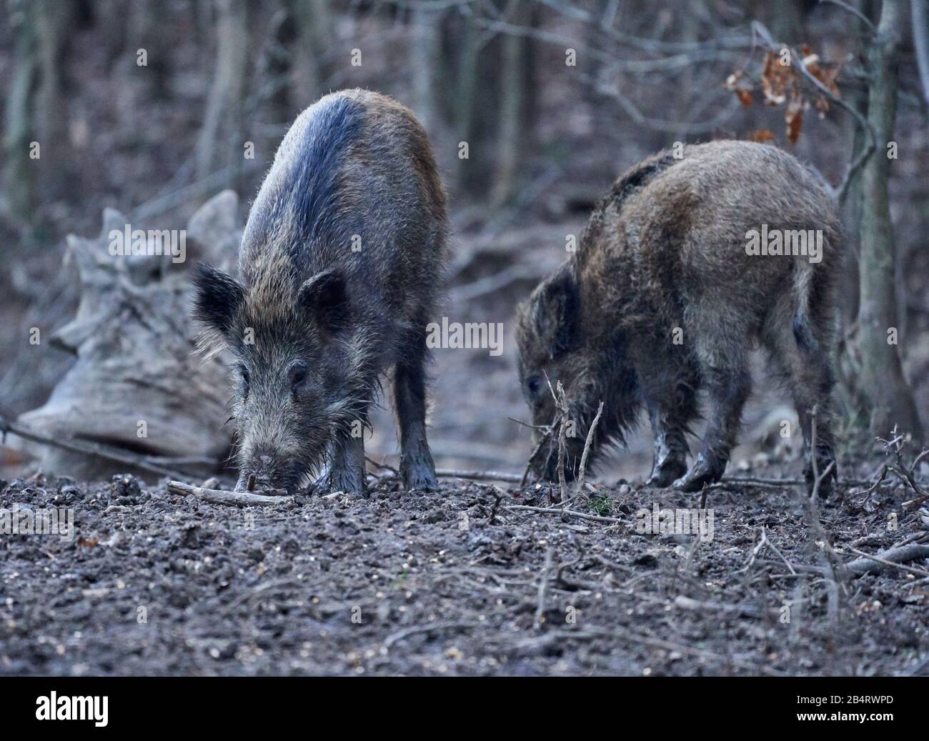 Wild hogs rooting in the mud in the evening Stock Photo - Alamy
