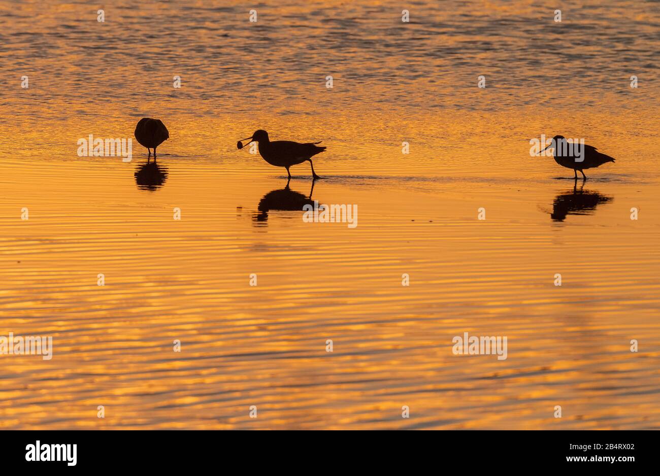 Marbled Godwits feeding in water at sunset. San Pablo Bay National ...