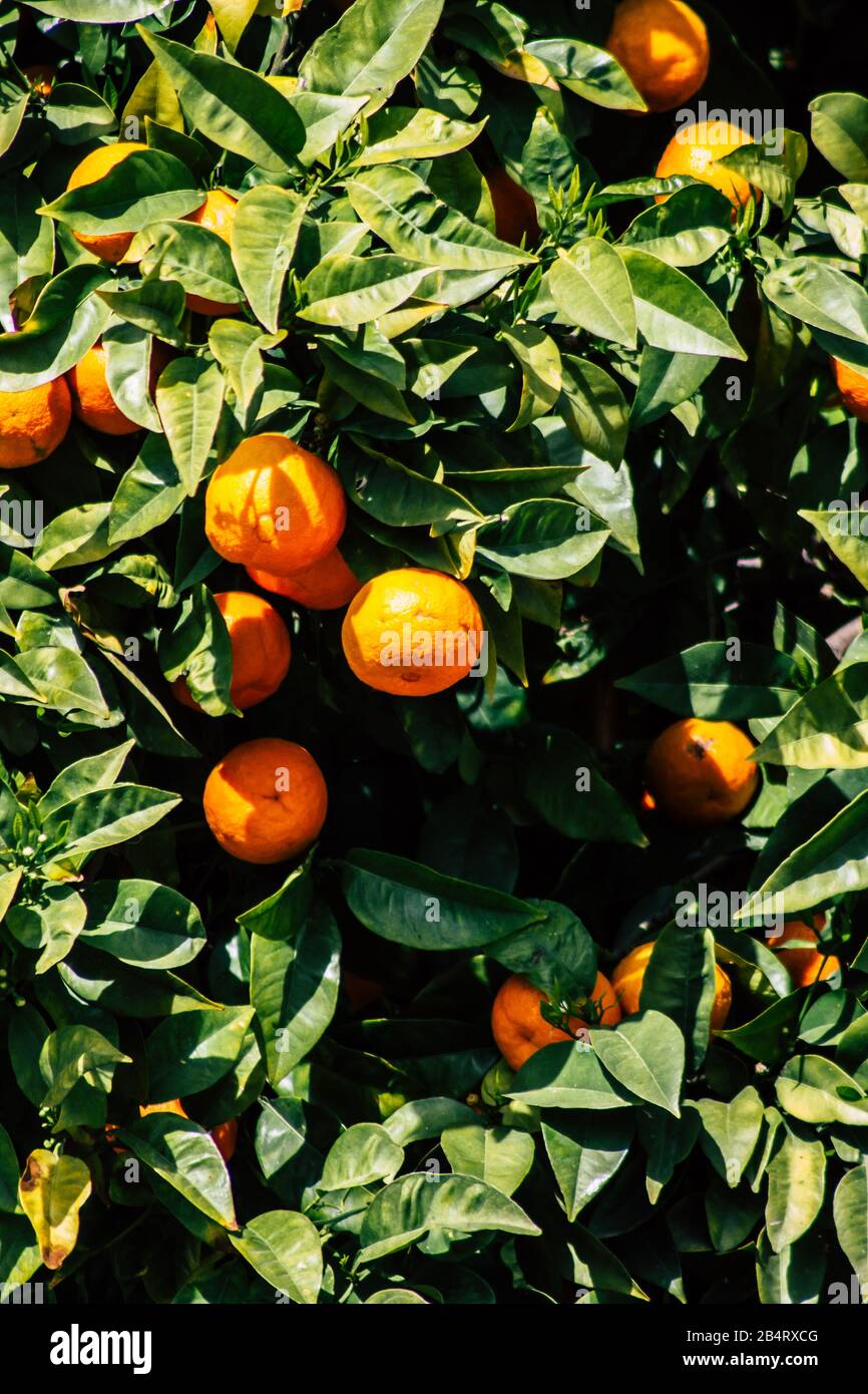 View of various oranges growing in the streets of Paphos in Cyprus ...