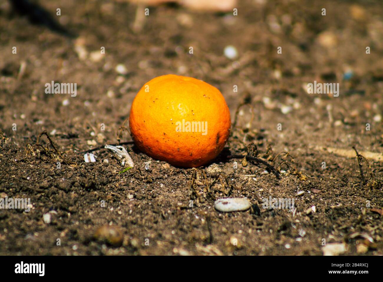 View of various oranges growing in the streets of Paphos in Cyprus ...