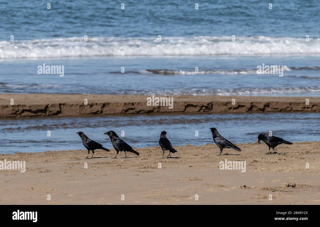 American Crow, Corvus brachyrhynchos flock feeding along the tideline ...