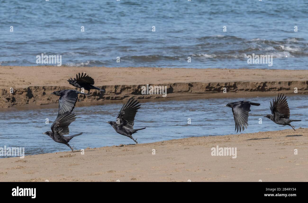 American crow flock hi-res stock photography and images - Alamy