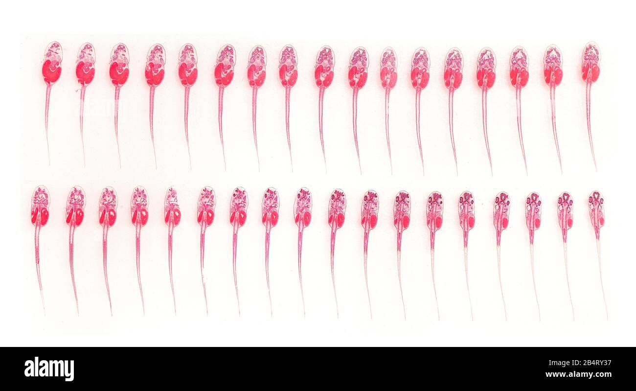 Frog tadpole development microtome sections, different depths of ...