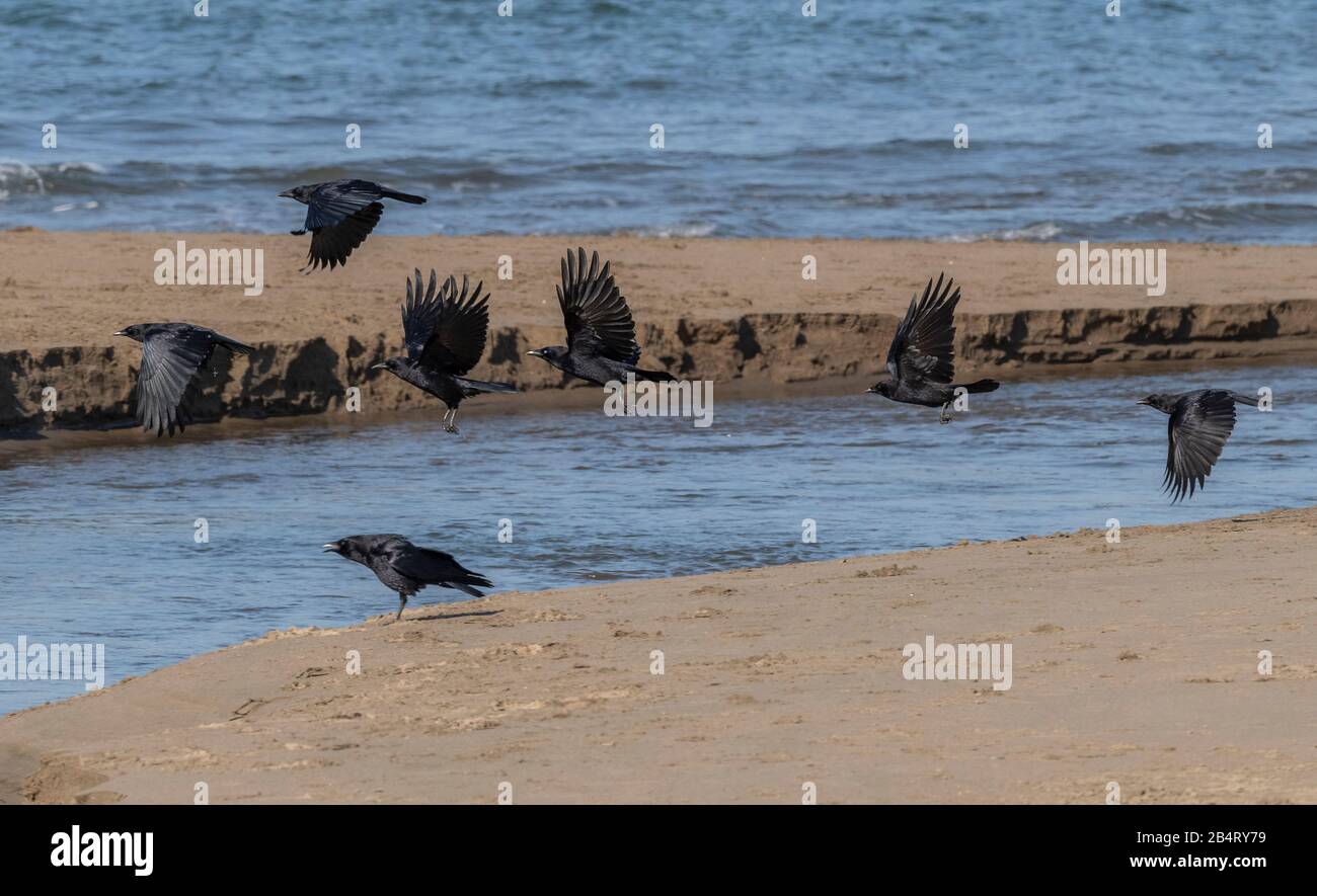 American crow flock hi-res stock photography and images - Alamy