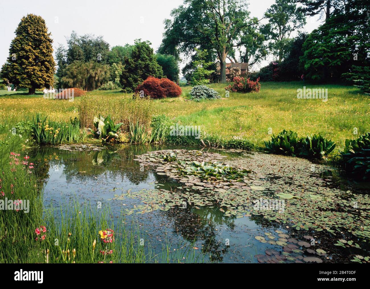 Pond scene hi-res stock photography and images - Alamy