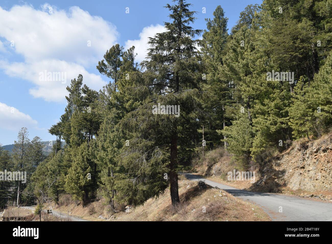 Roadside view with trees around it on bright sunny day Stock Photo - Alamy