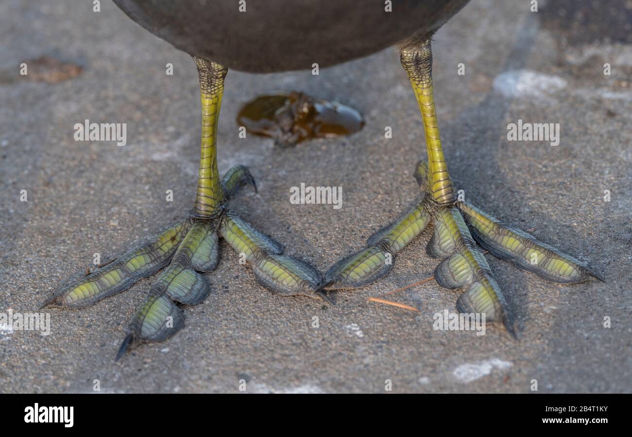 American coot family hi-res stock photography and images - Alamy