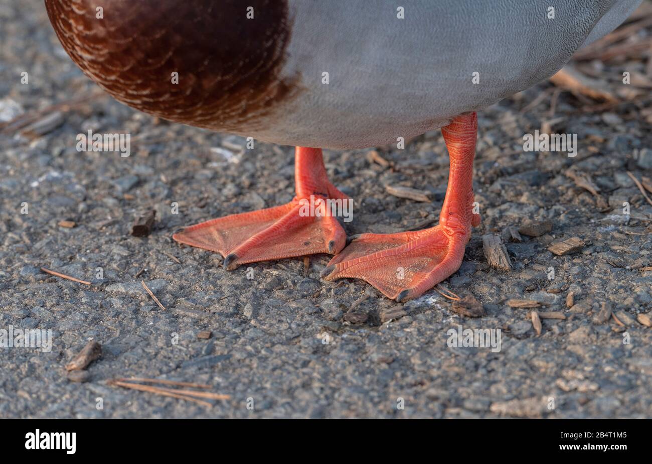 Webbed toes hi-res stock photography and images - Alamy
