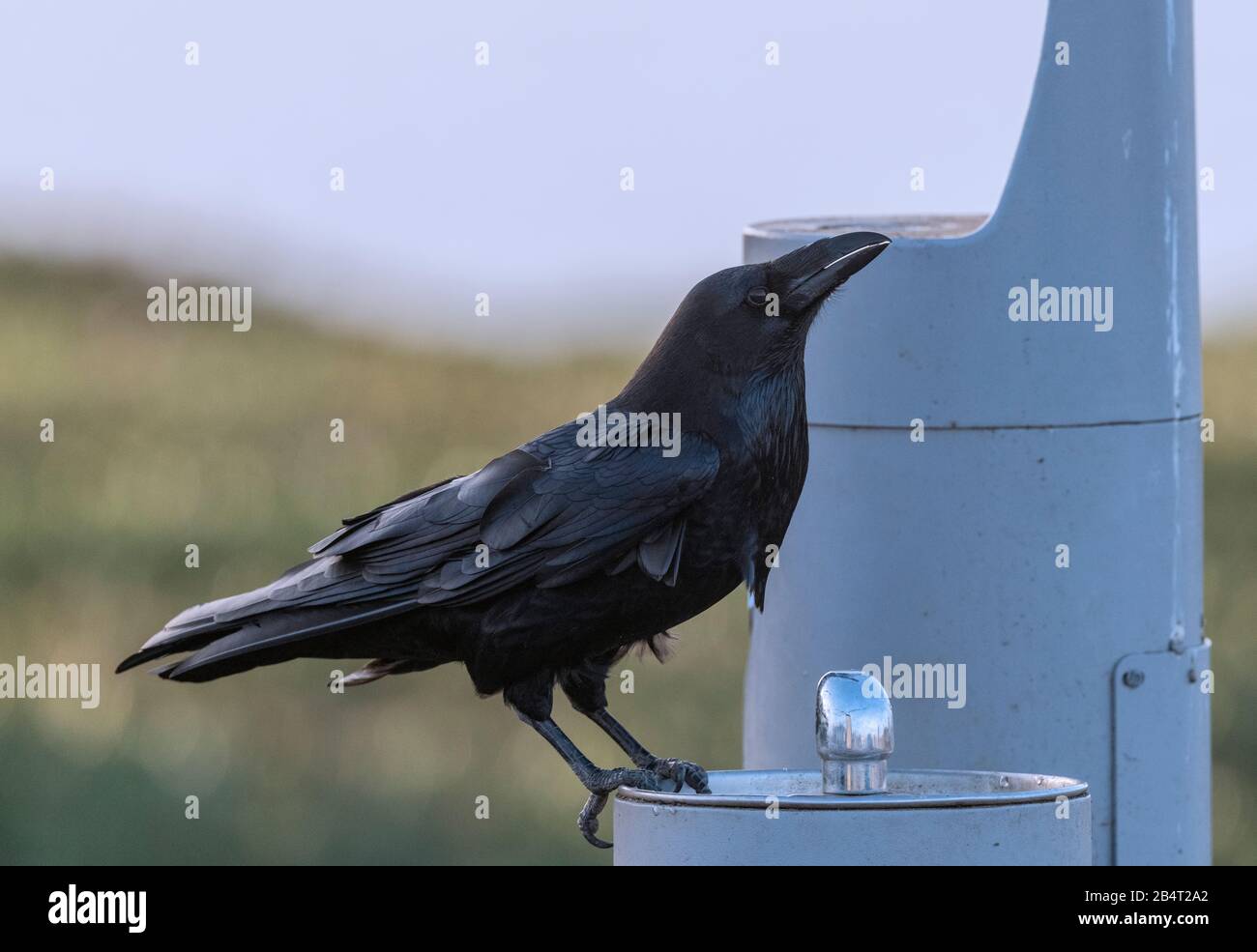 Raven, Corvus corax, drinking at water supply in car park, prior to ...