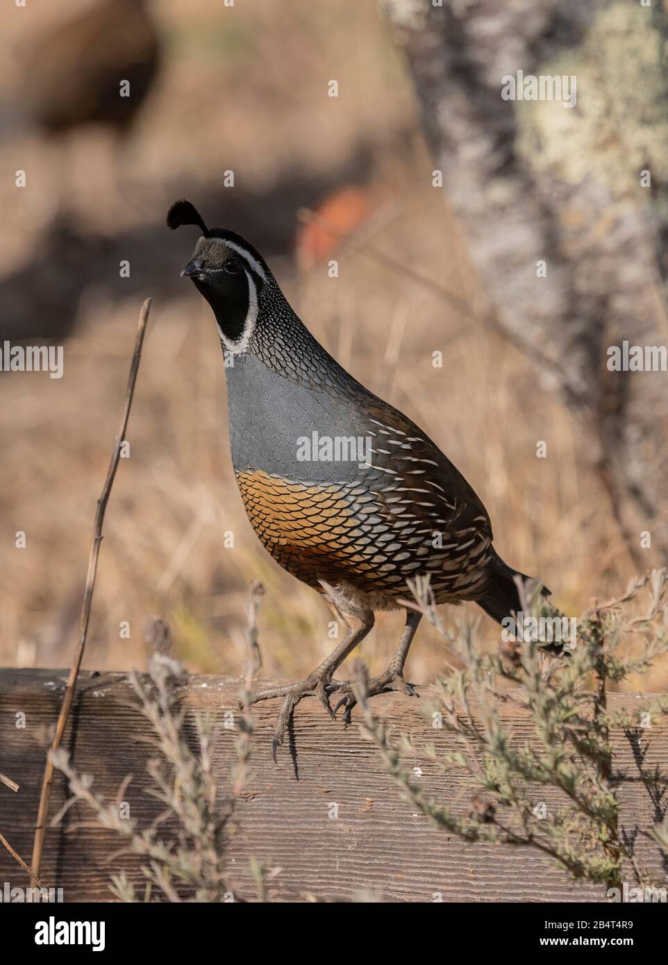 Portrait male california quail in hi-res stock photography and images ...