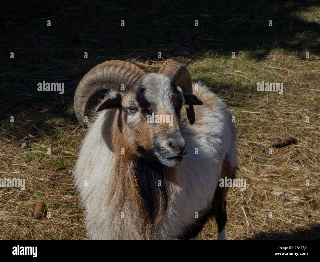 Big billy goat hi-res stock photography and images - Alamy