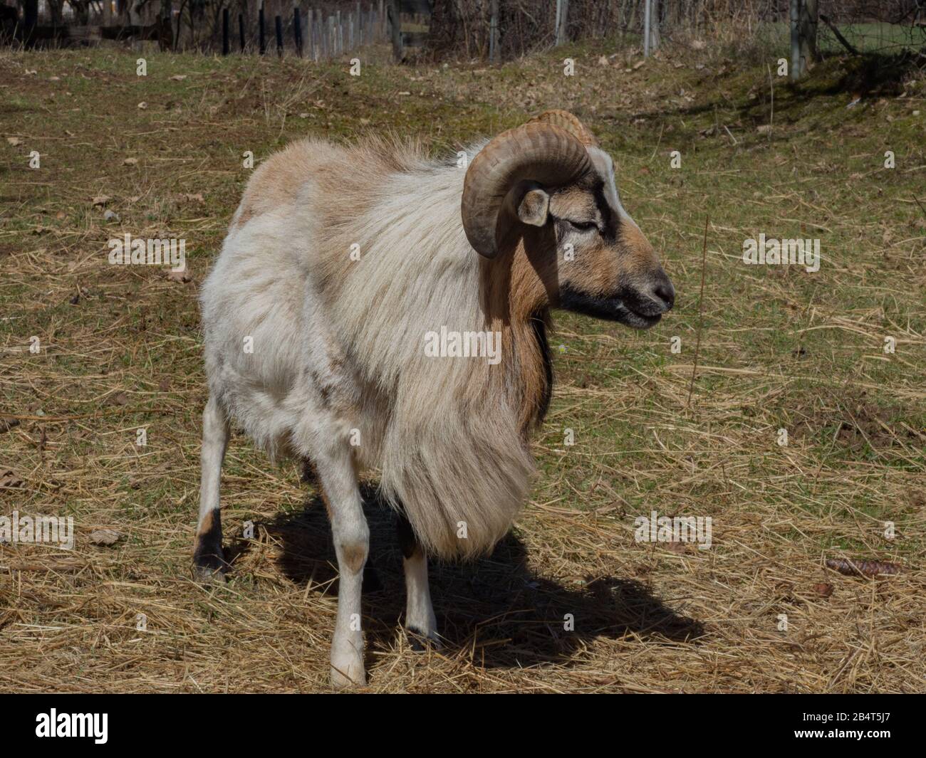 Ugly Mountain Goat