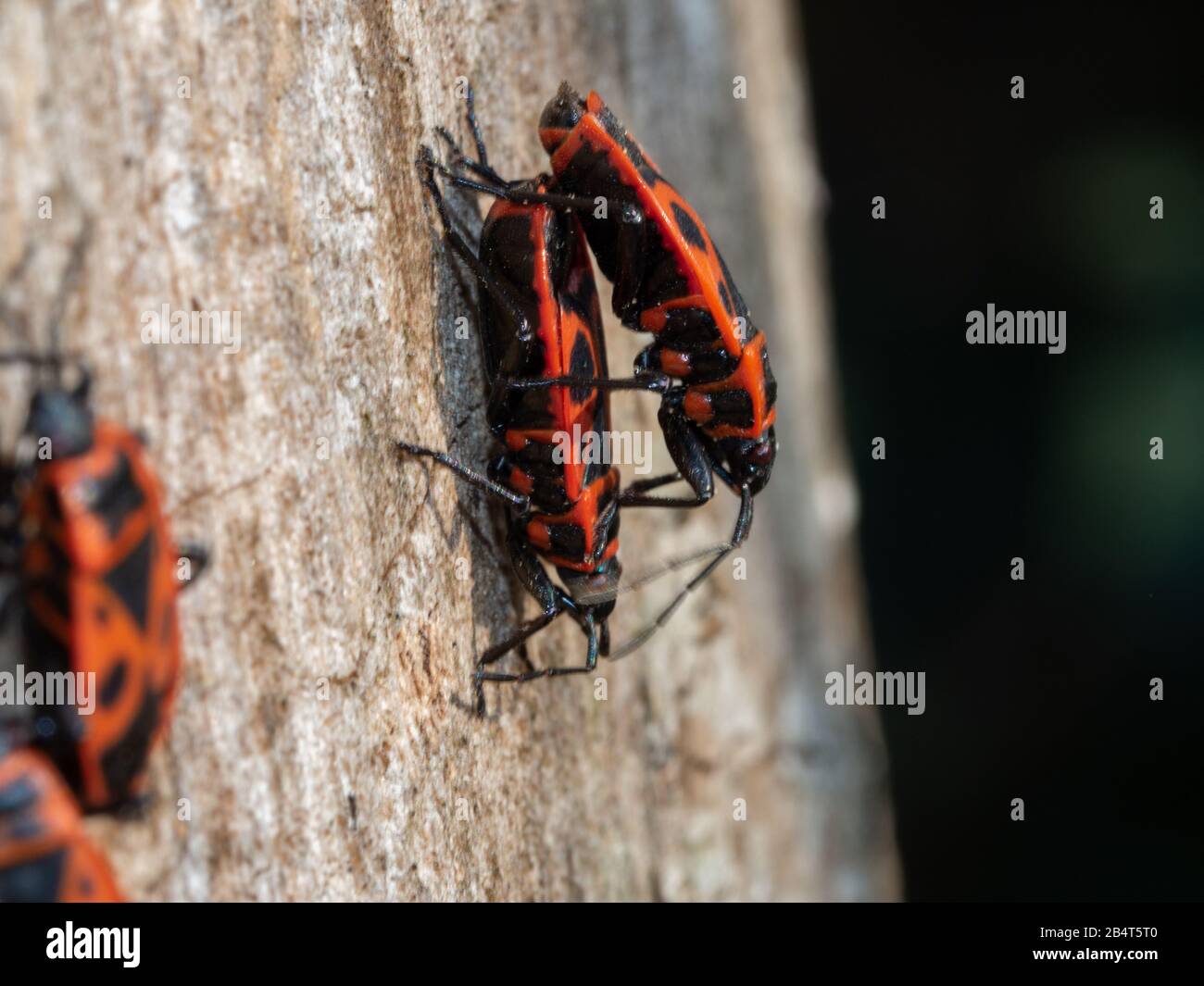 Black fire beetle hi-res stock photography and images - Alamy