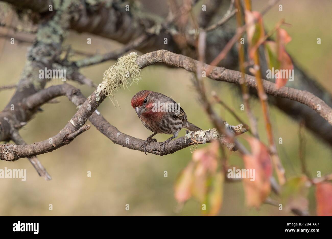 House finch, Haemorhous mexicanus, male perched on lichen-covered ...