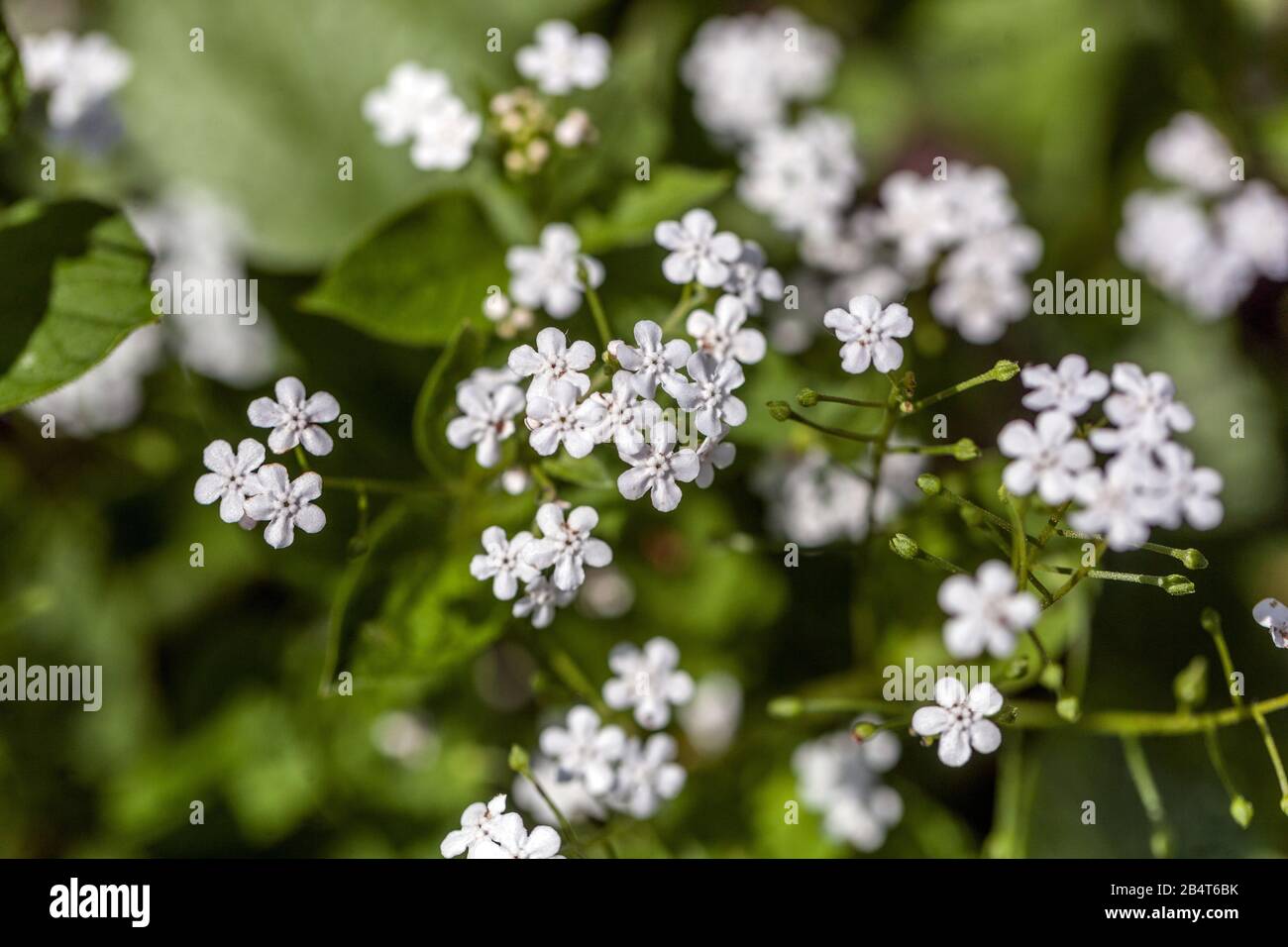 Bowring hi-res stock photography and images - Alamy
