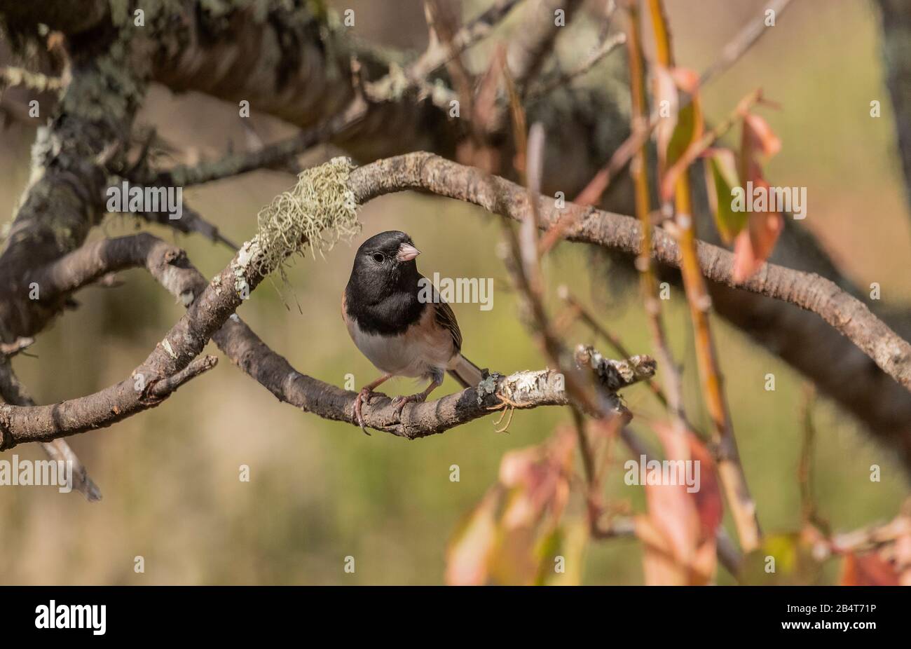 Male Dark-eyed Junco, Junco hyemalis perched on branch, California ...