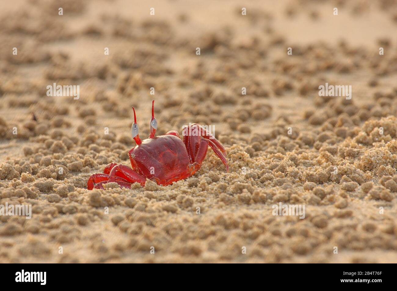 A Red Ghost Crab watching the surrounding carefully from outside his burrow in the sand ...