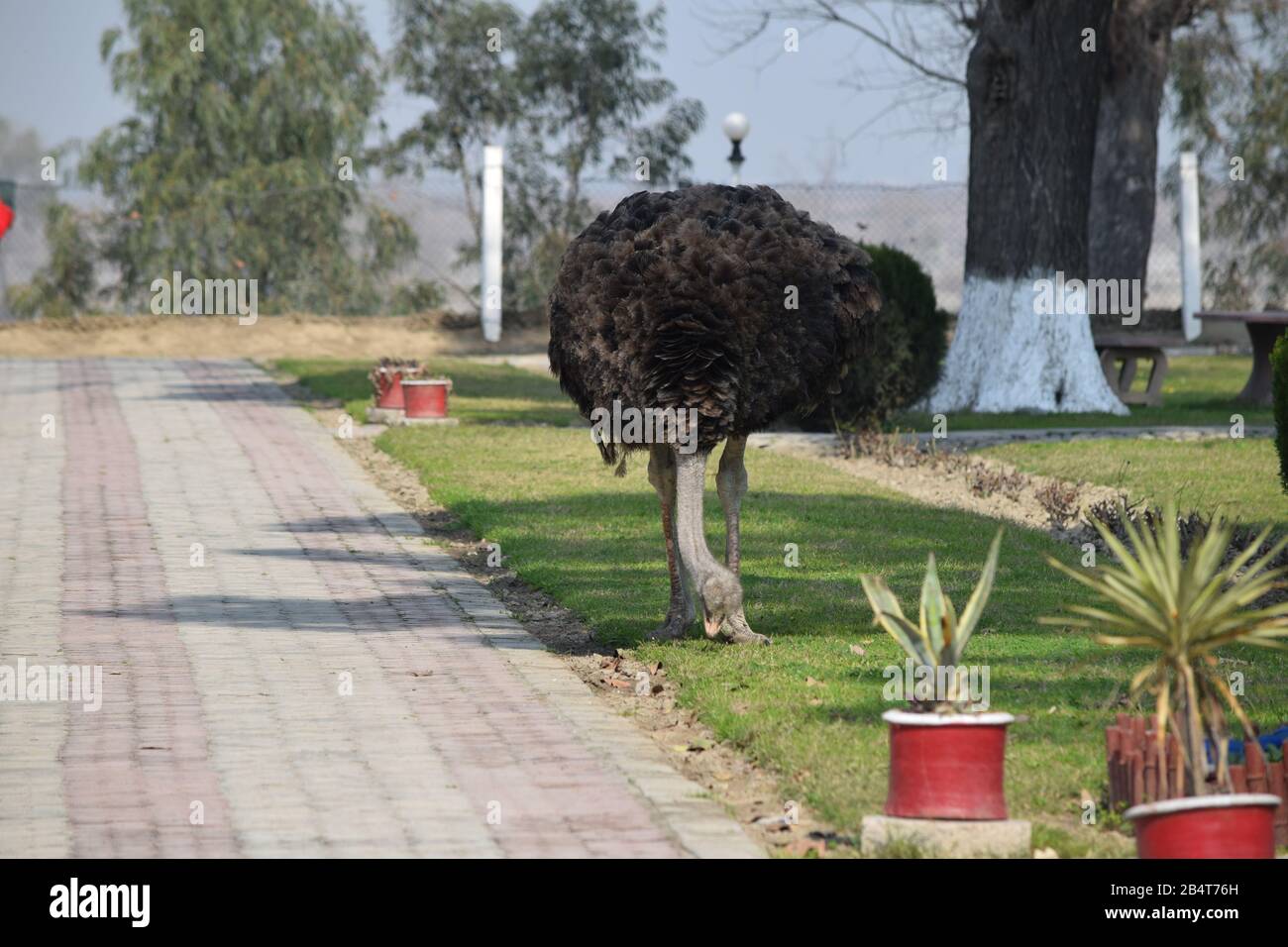 closeup view of common ostrich with grass and trees in background Stock ...