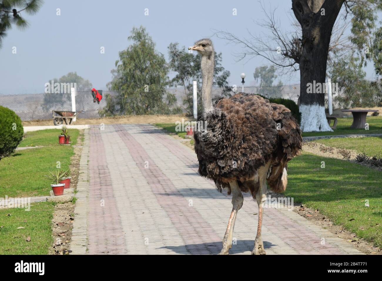 closeup view of common ostrich with grass and trees in background Stock ...