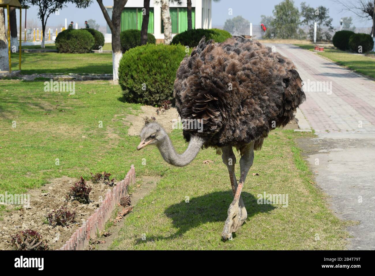 closeup view of common ostrich with grass and trees in background Stock ...