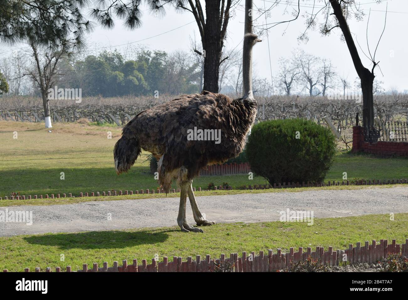closeup view of common ostrich with grass and trees in background Stock ...