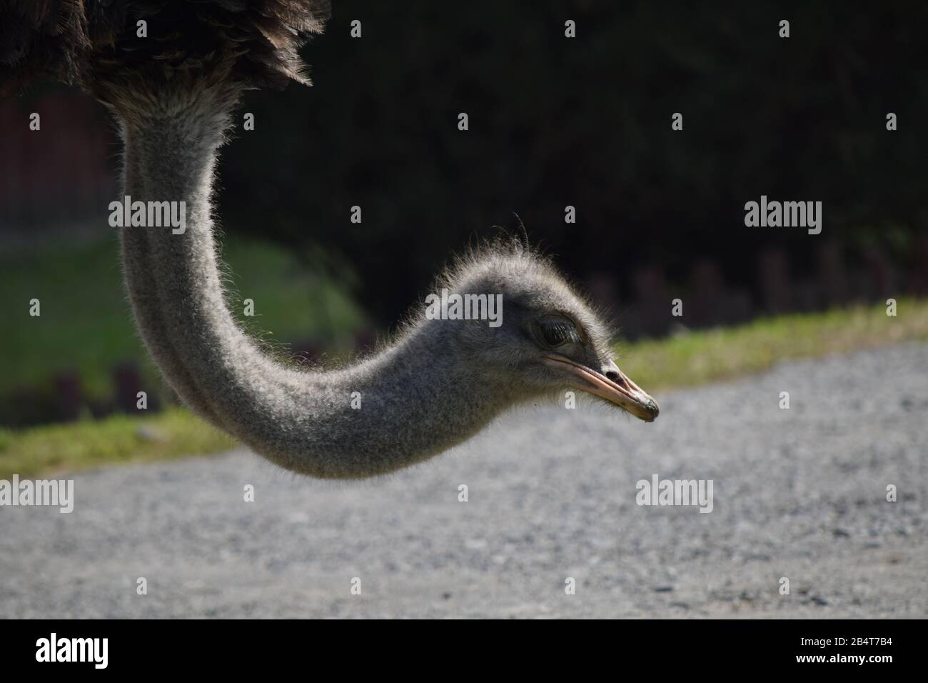 closeup view of common ostrich with grass and trees in background Stock ...