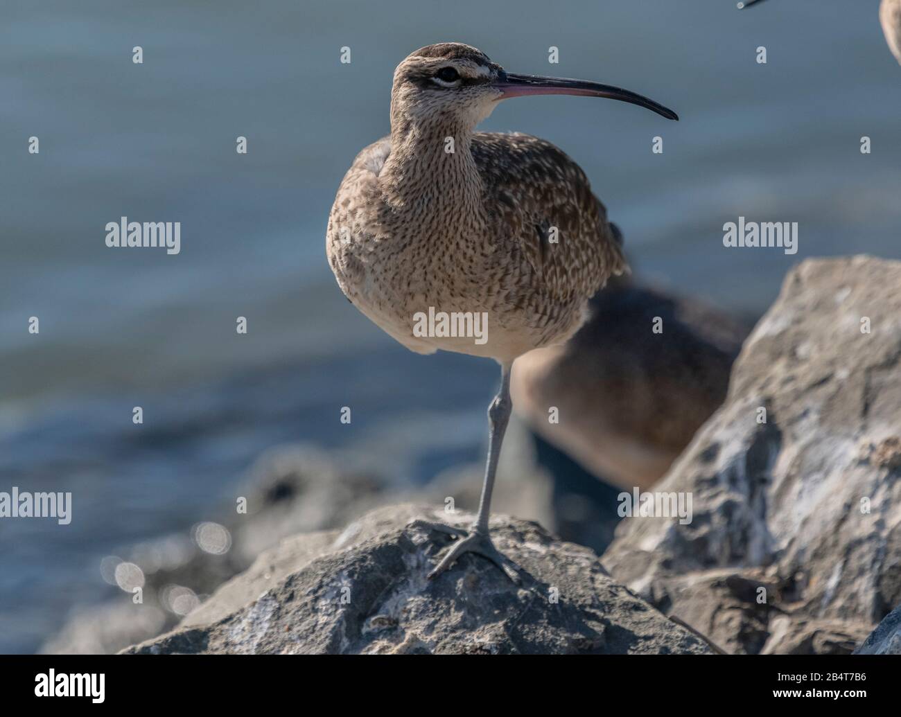 Migrating whimbrel hi-res stock photography and images - Alamy