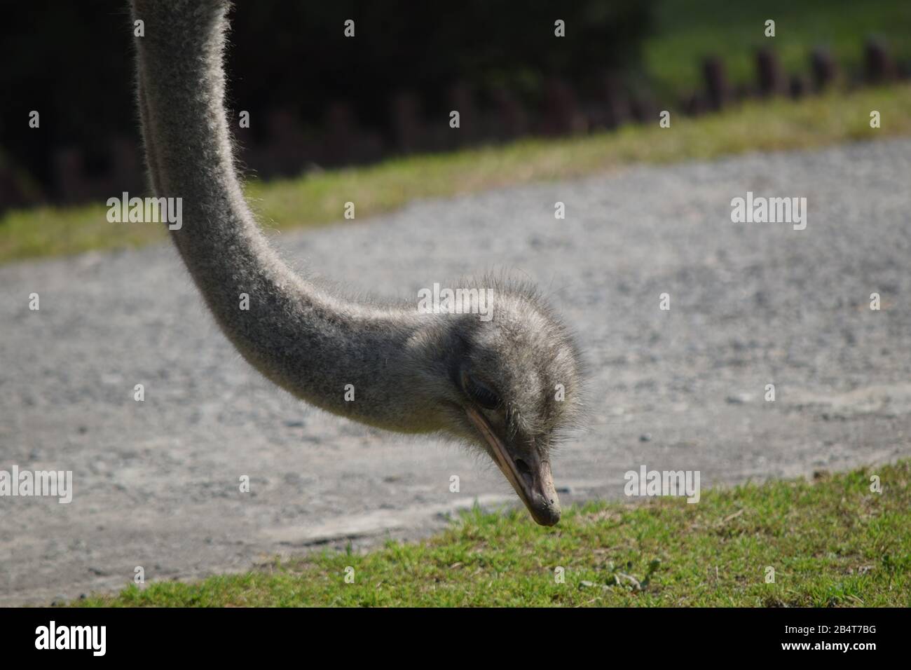 closeup view of common ostrich with grass and trees in background Stock ...