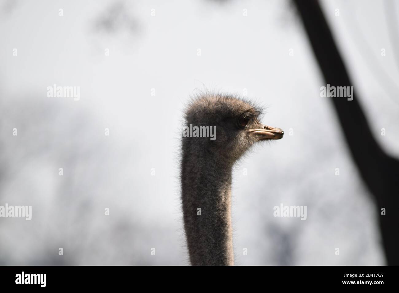 closeup view of common ostrich with grass and trees in background Stock ...